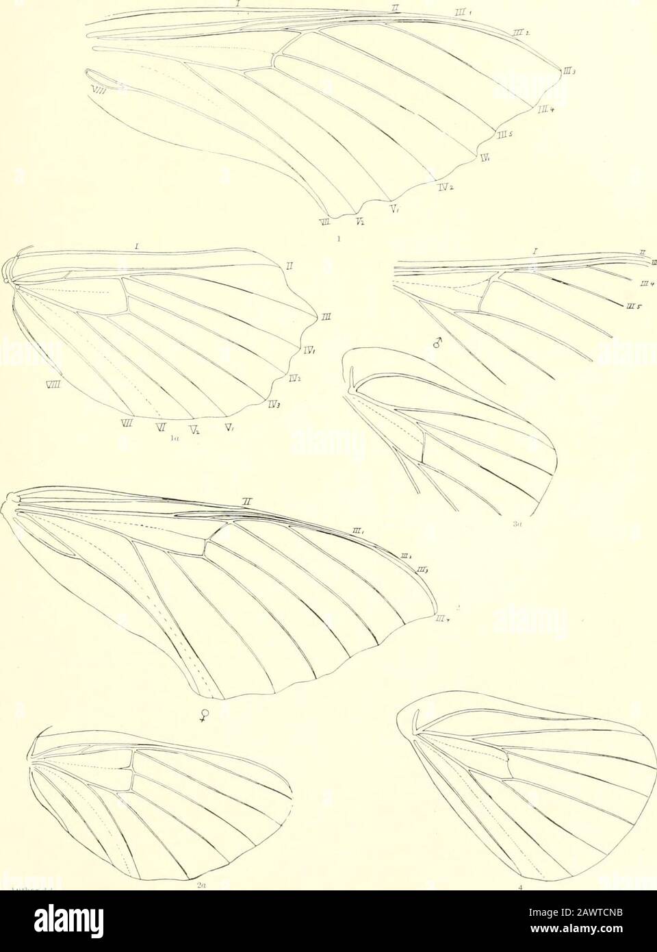 Monograph of the bombycine moths of North America, including their ...