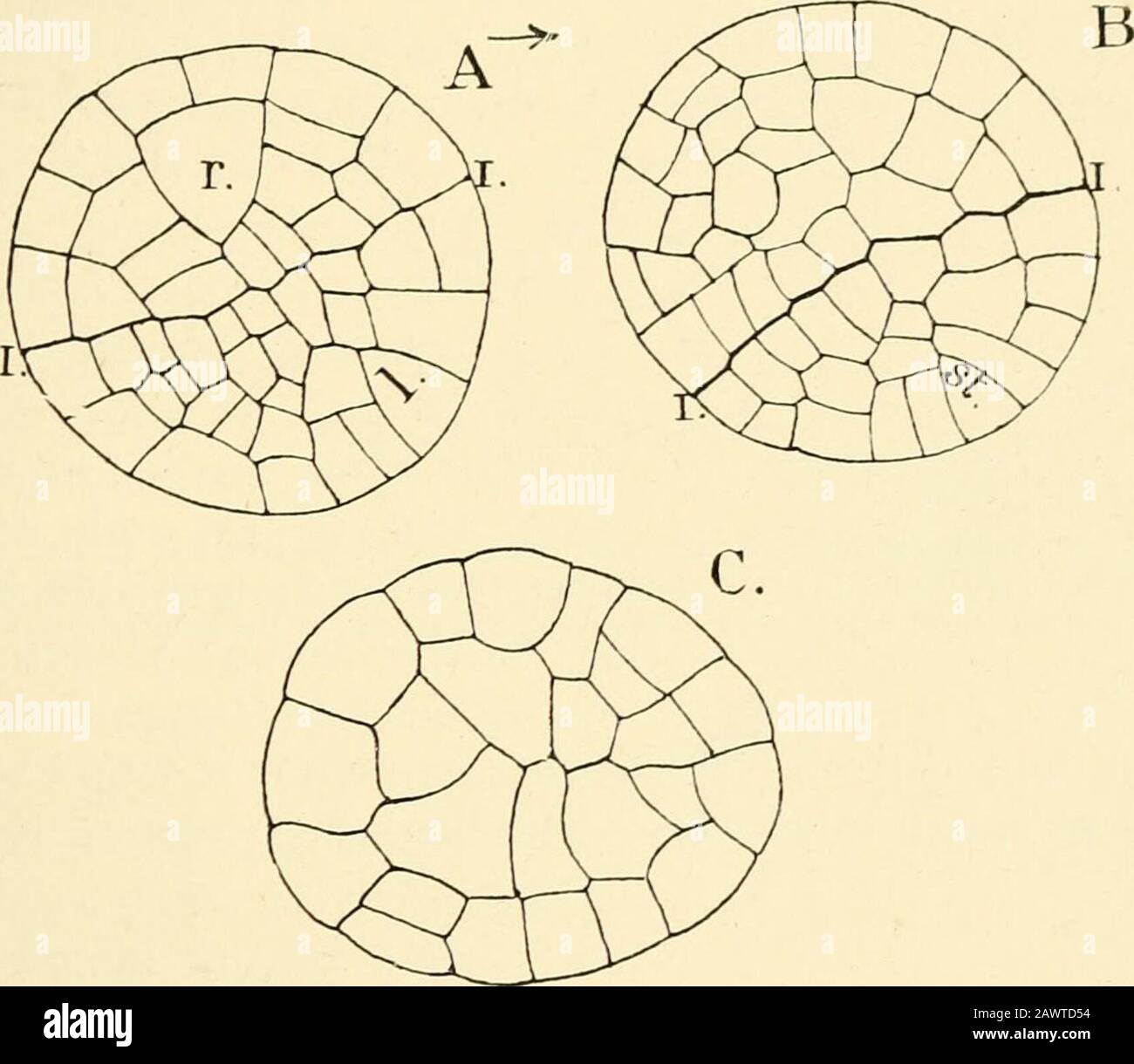 Development of the embryo axis hi-res stock photography and images - Alamy