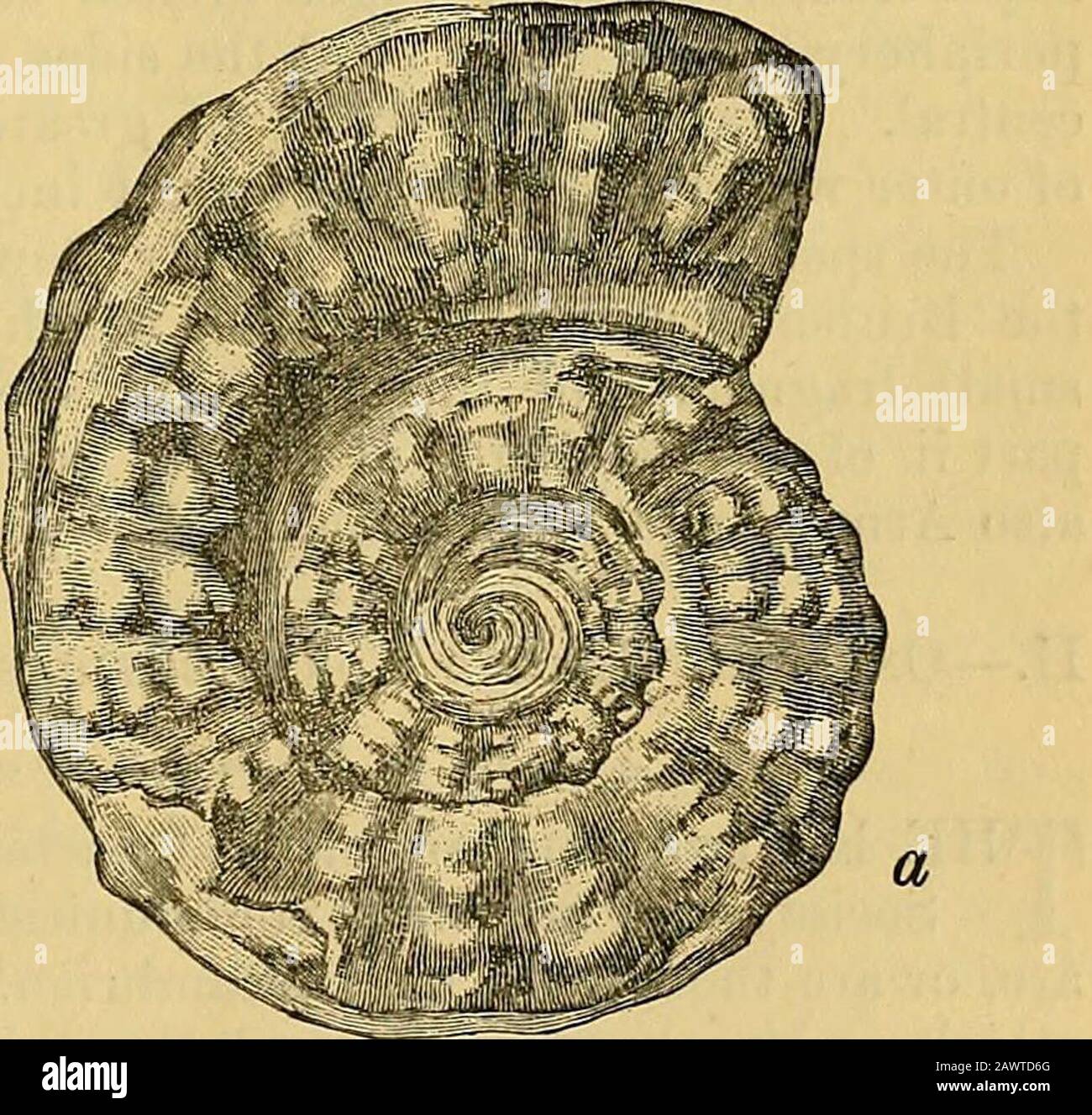 Geological magazine . Fleuronmitilus nodosa-carinafus.—a, lateral view ...