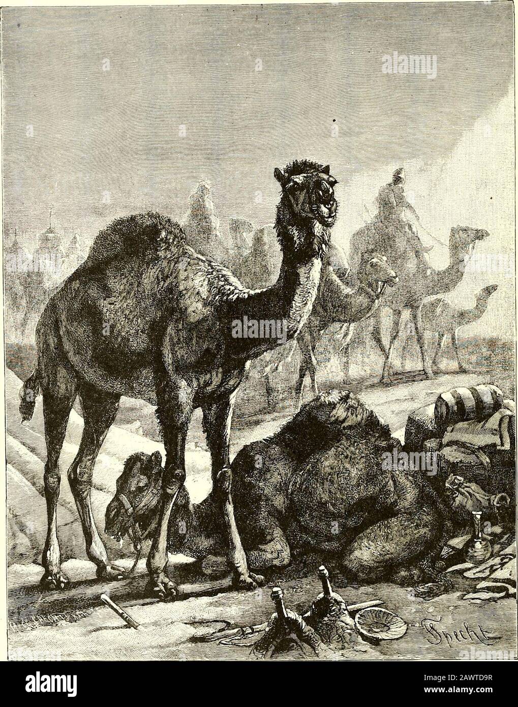 All about animalsFacts, stories and anecdotes . hifting sand. Its toes ...