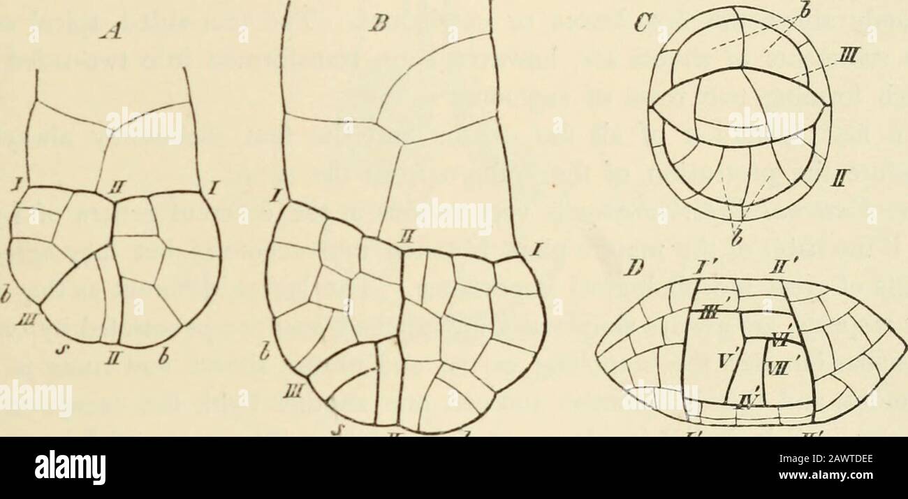 Oospore hi-res stock photography and images - Alamy