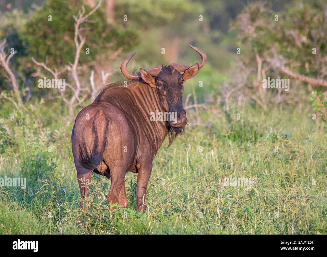 Blue wildebeest looking backwards over its shoulder isolated in the ...