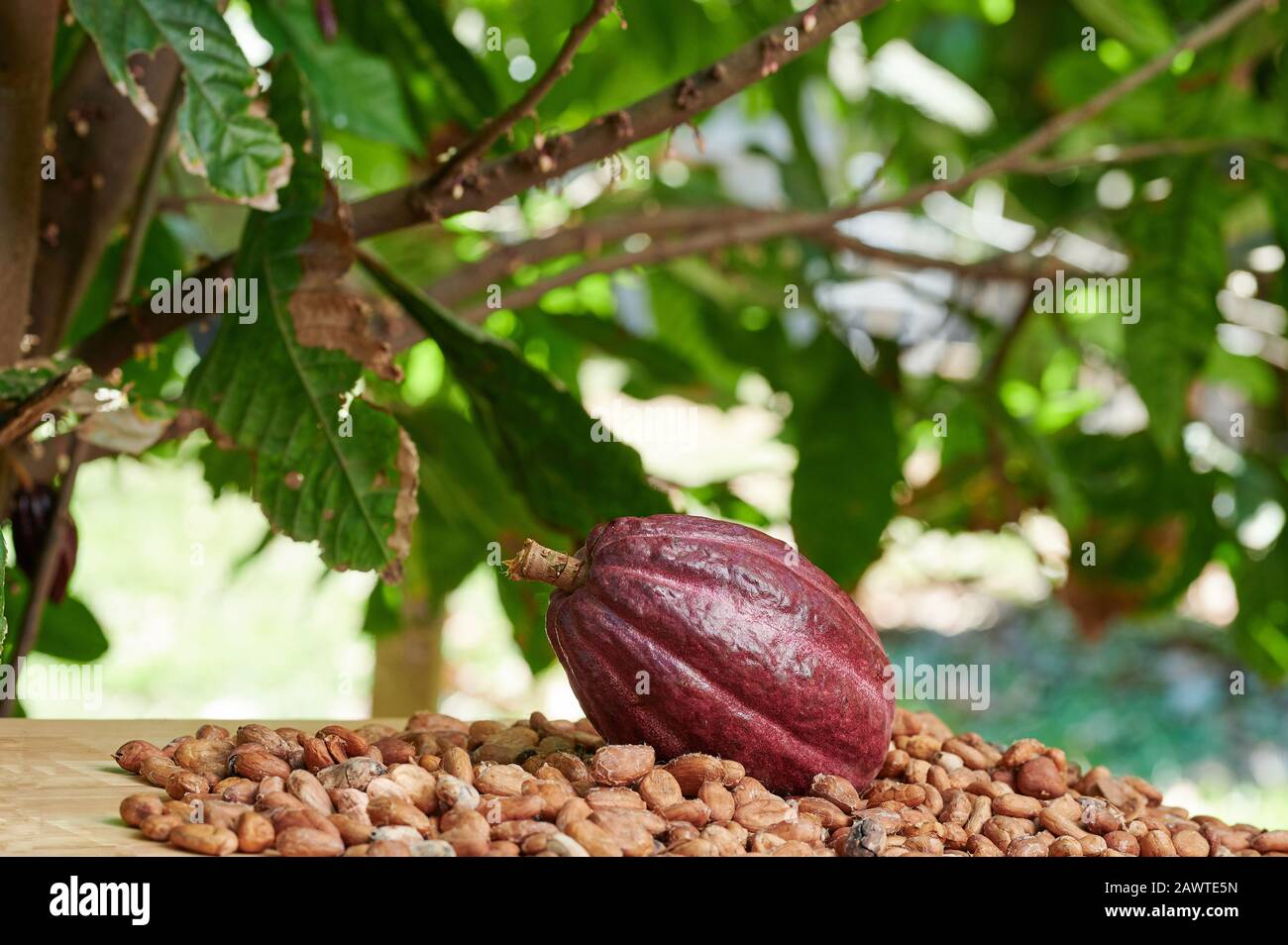 Fresh crop of cacao farm. One red cocoa pod on wooden table Stock Photo ...
