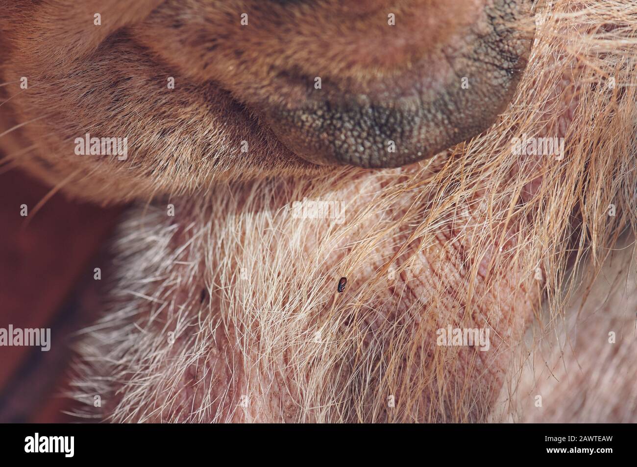 Dog tick on fur close up view with nose Stock Photo - Alamy