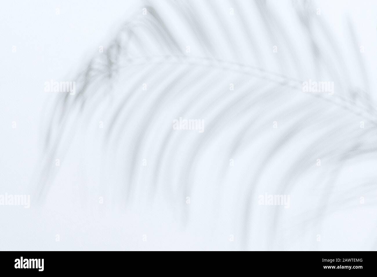 Curved blurred branch tree shadow pattern on white wall background ...