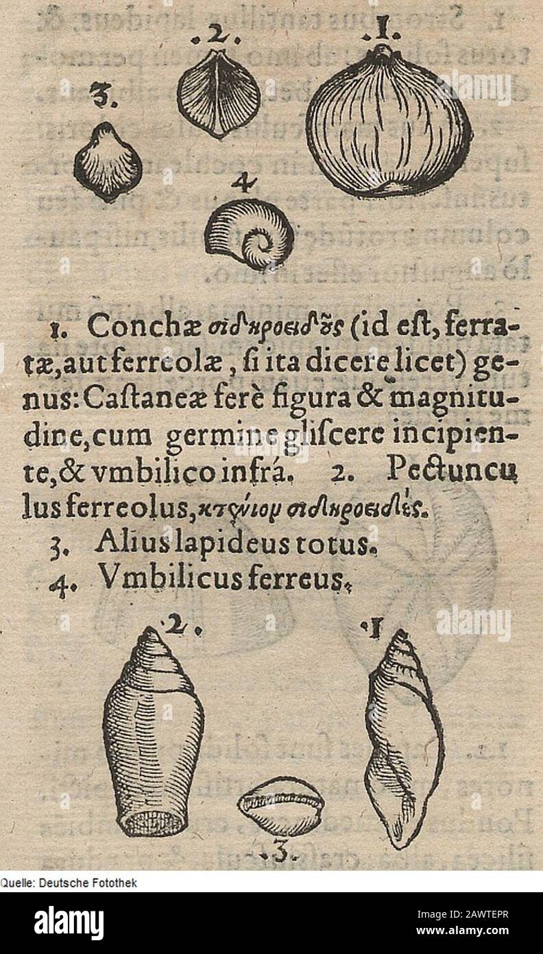 Meeresbiologie hi-res stock photography and images - Alamy