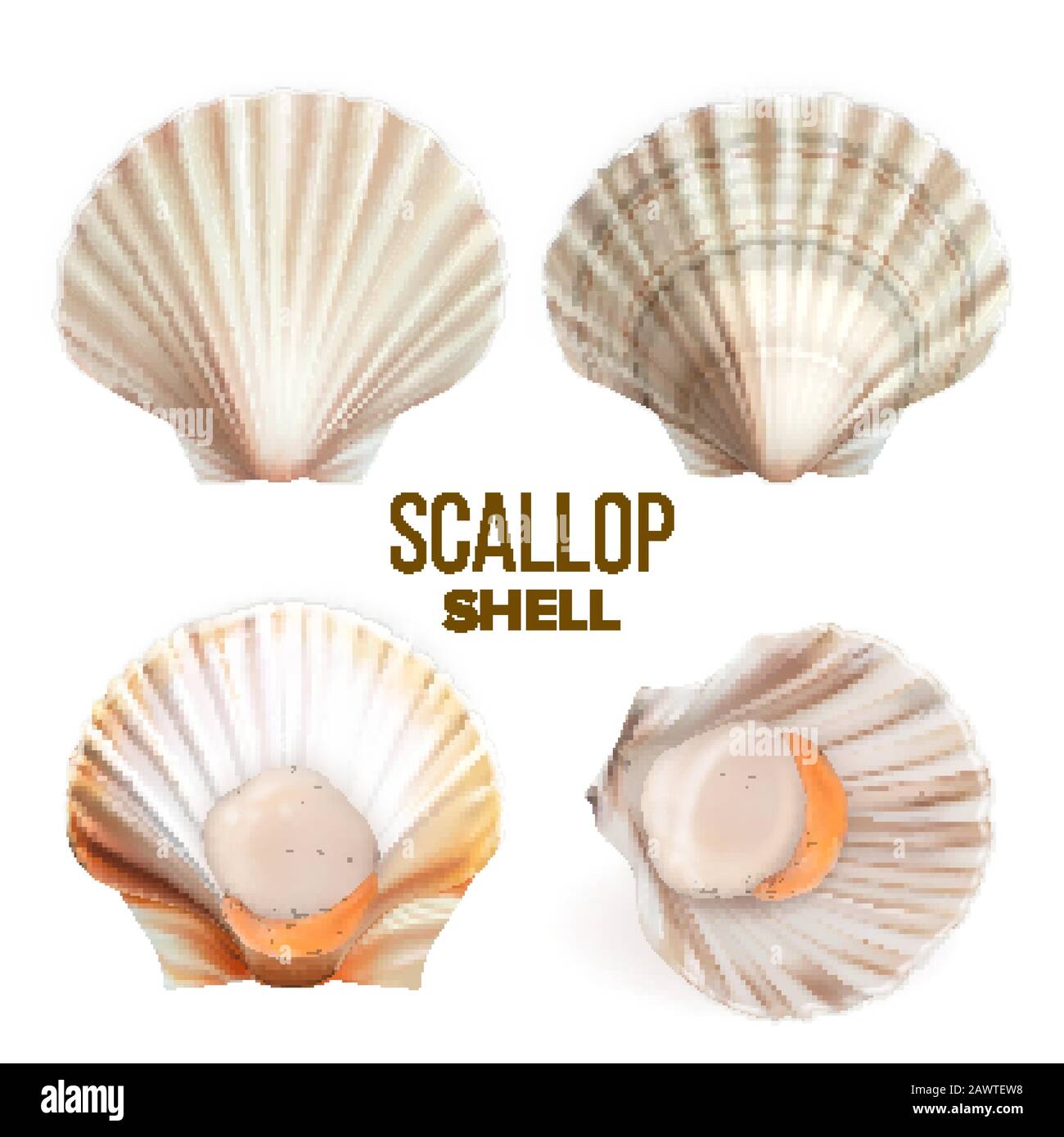 Scallop With Meat In Shell Seafood Set Vector Stock Vector Image & Art ...