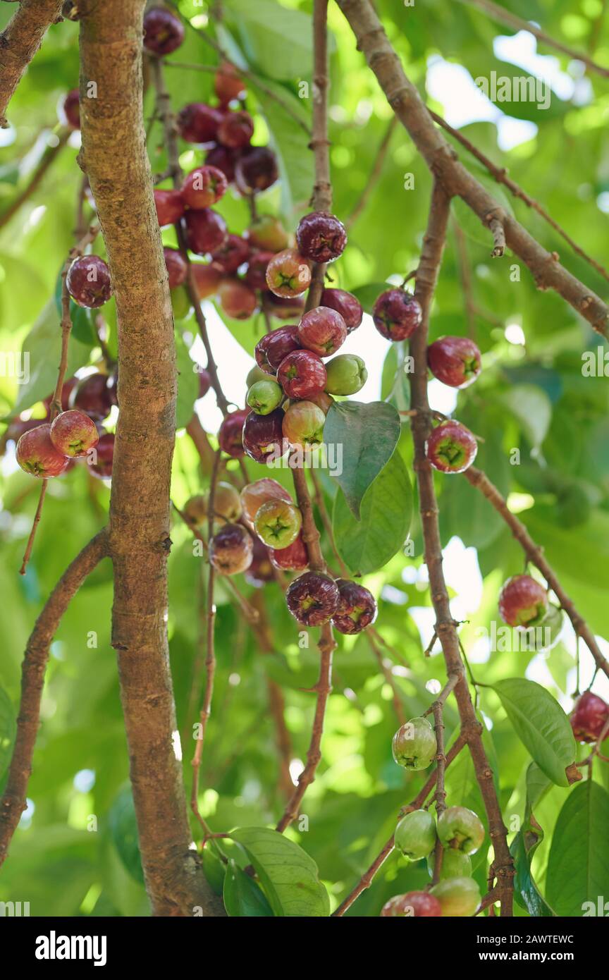 Wax Apples High Resolution Stock Photography and Images - Alamy