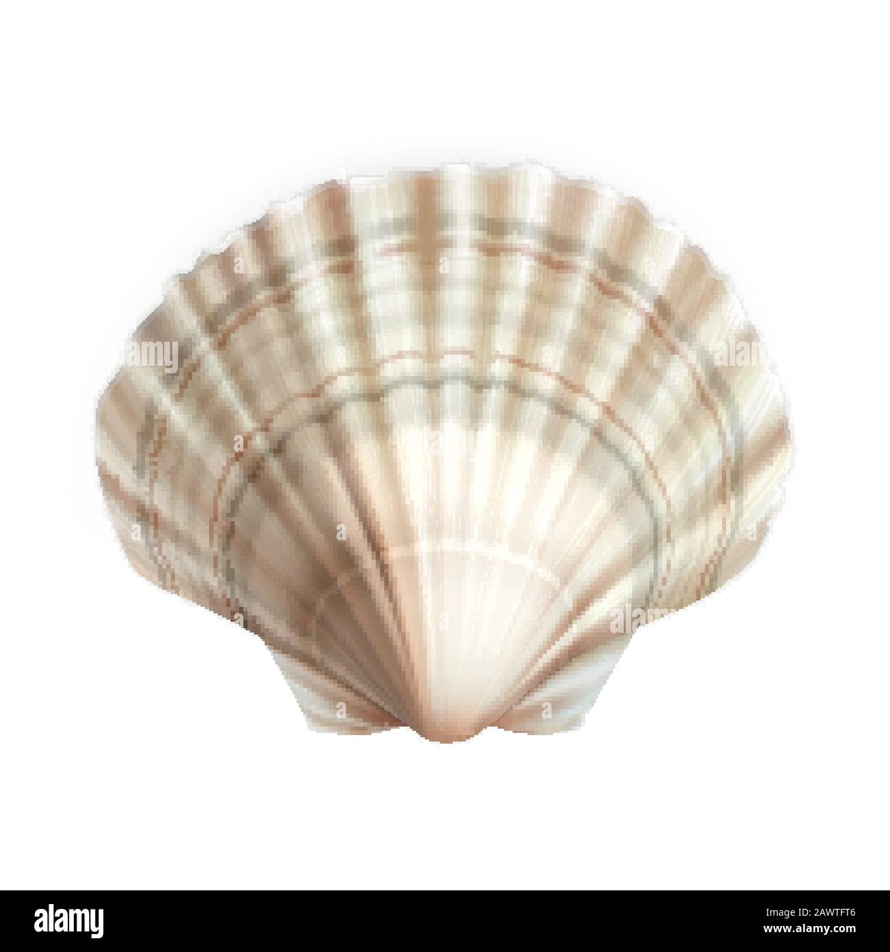 Scallop Shell Decorative Ocean Mollusk Vector Stock Vector Image & Art ...