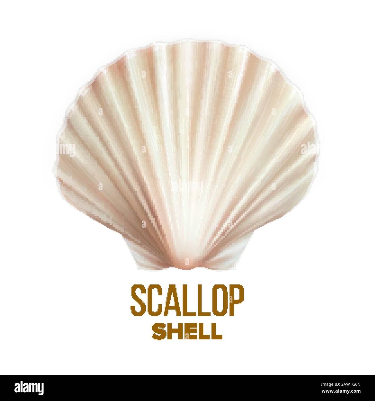 Scallop Shell Ocean Mollusk Protection Vector Stock Vector Image & Art ...