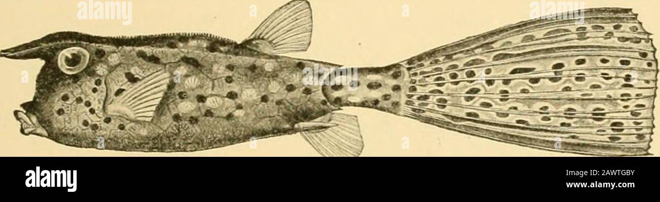 Ventral fins hi-res stock photography and images - Alamy