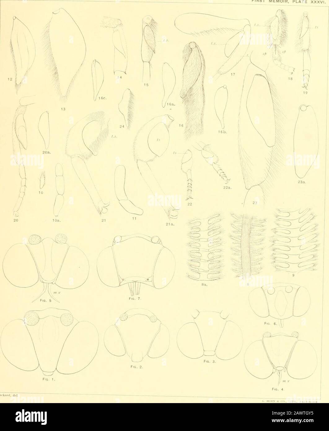 Monograph of the bombycine moths of North America, including their ...
