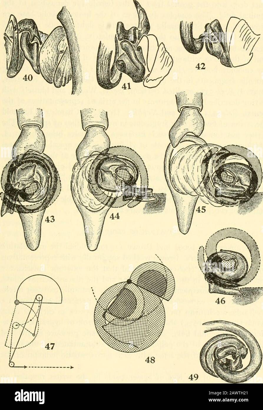 Smithsonian miscellaneous collections . tegulum onto anchored conductor ...