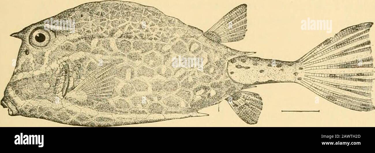 Fishes . Fig. 517 —Common File fish, Stephanolepis hispidus (Linnseus ...