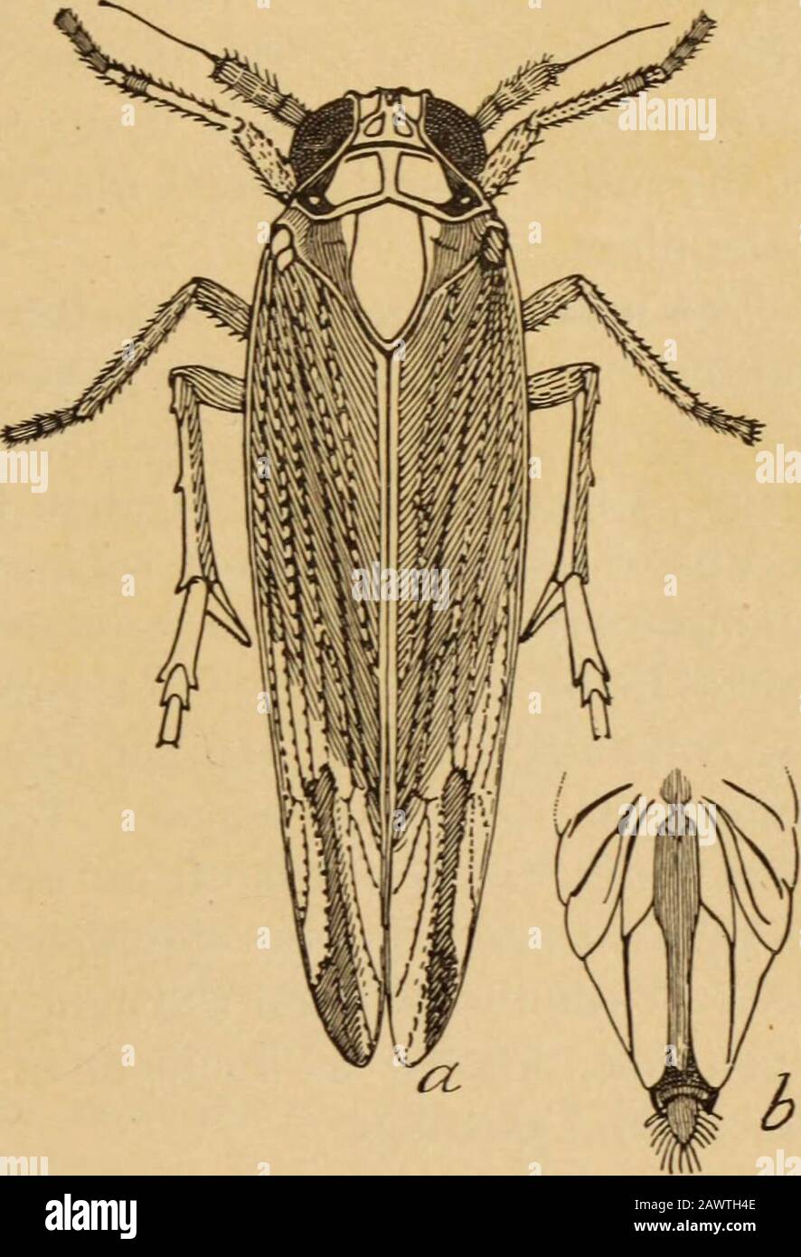 The Sugar-Cane Insects of Hawaii . f the leavesis due to the excessive ...