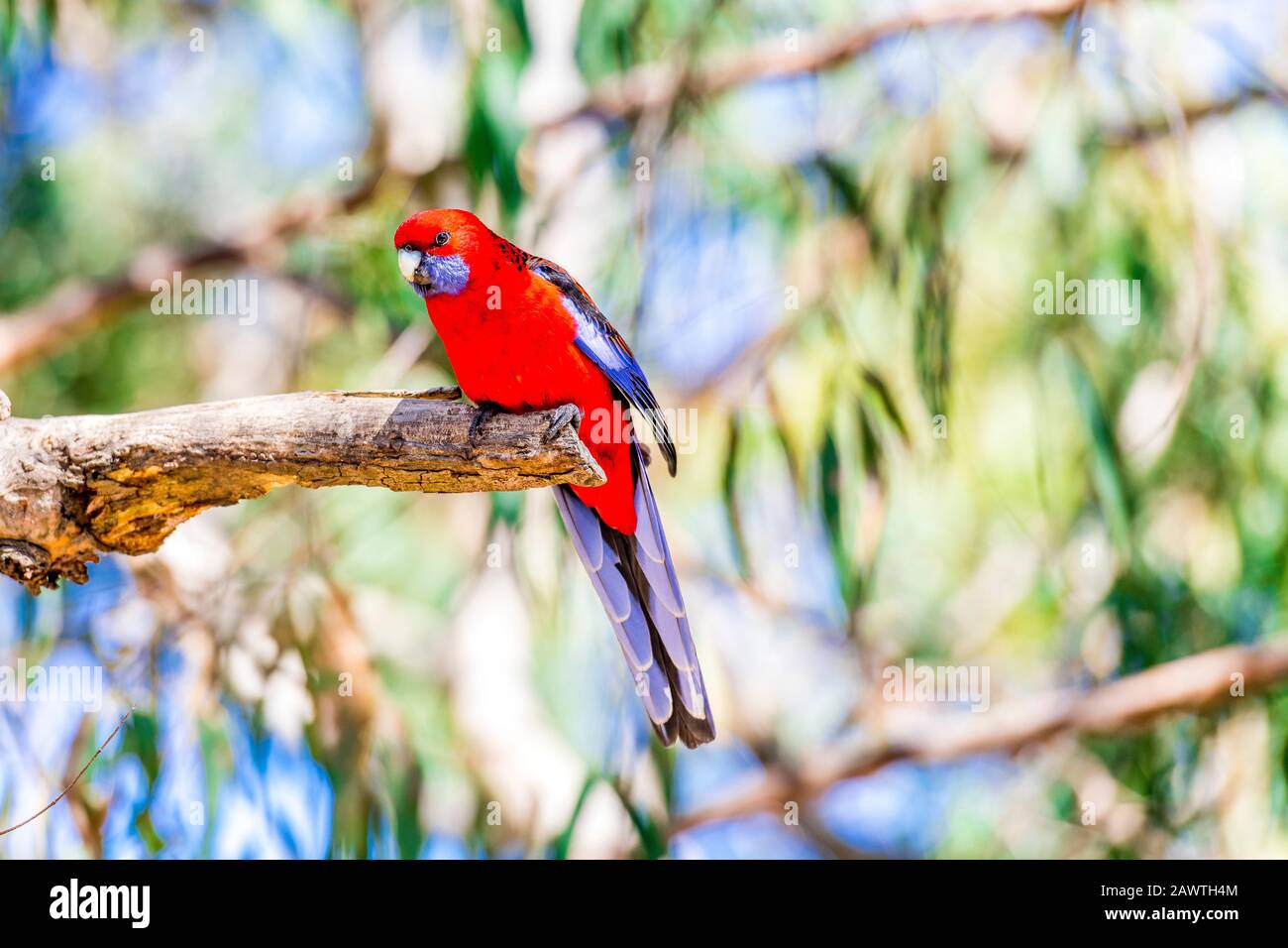 Australian Birds Crimson Rosella High Resolution Stock Photography and ...