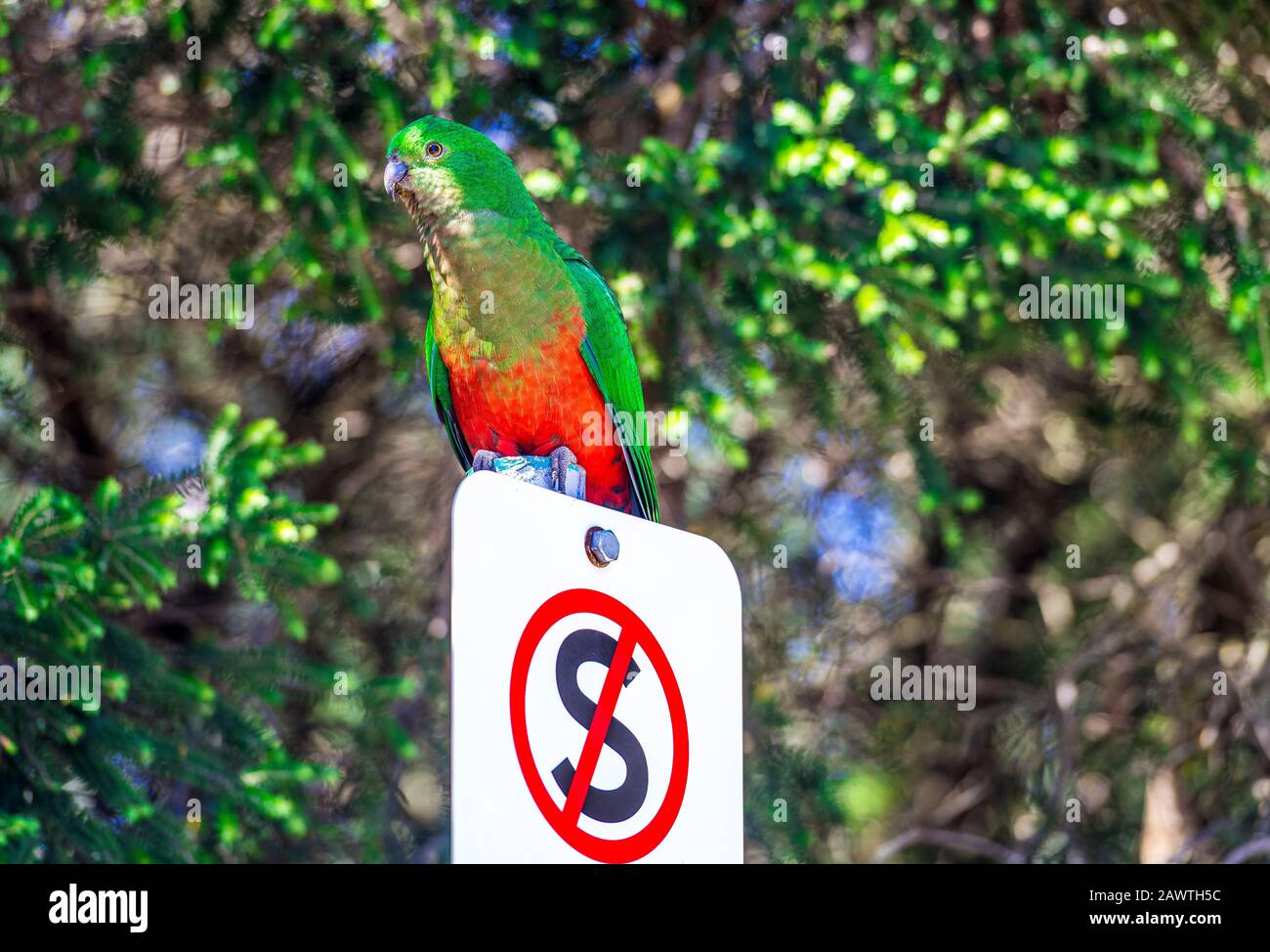 A female Australian King Parrot sitting on a road sign at Kennett Park ...