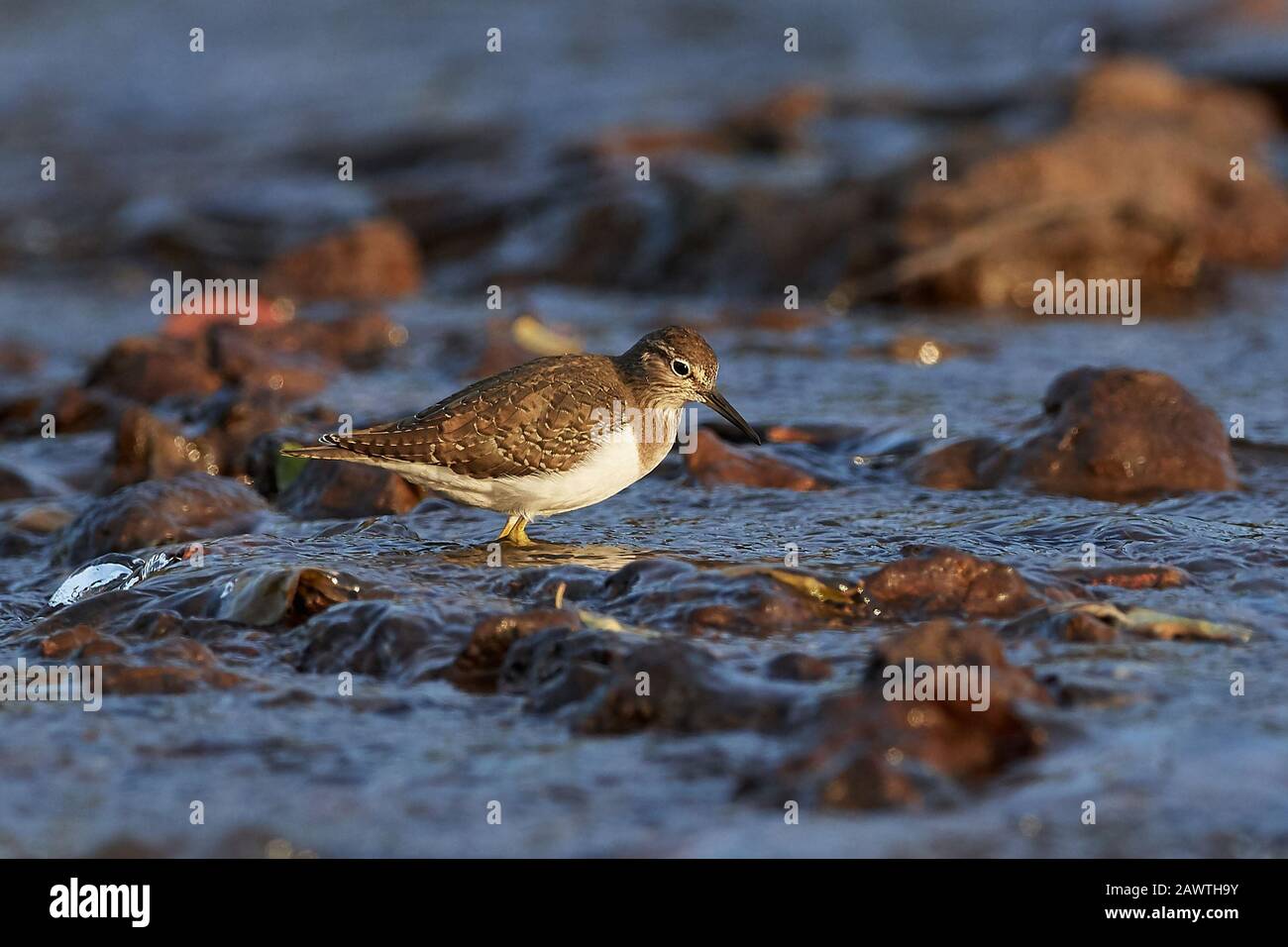 Common sandpiper in its natural habitat in Senegal, Africa Stock Photo ...