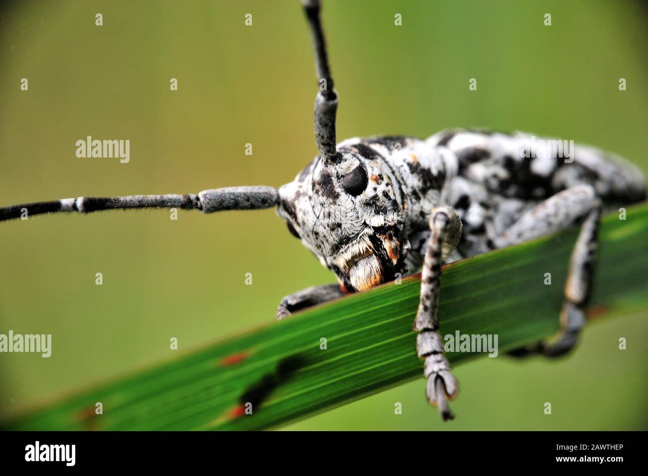 The eye insect black color. Close up of the Insect which perched on the ...