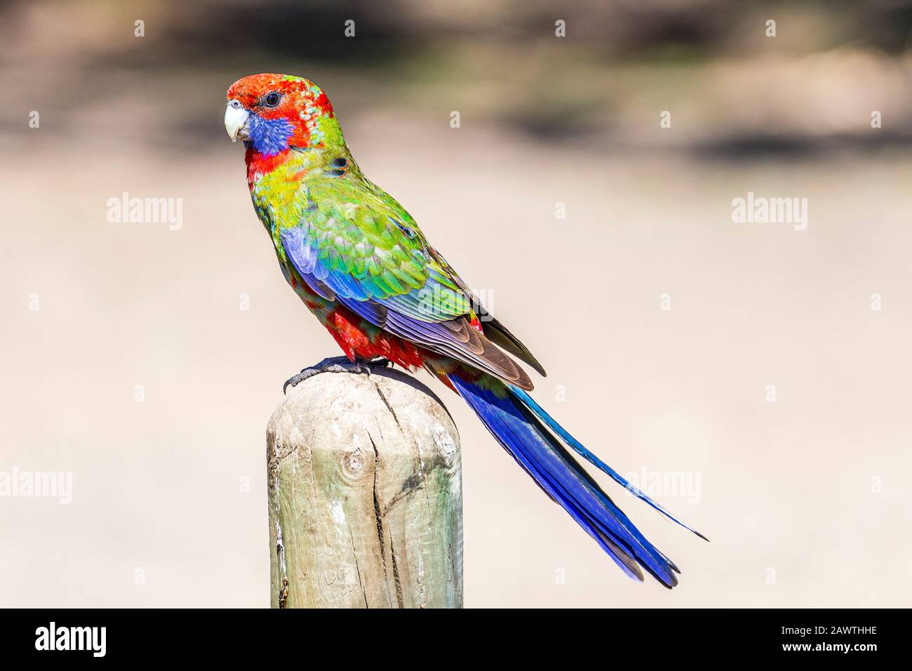 Eastern Rosella Baby