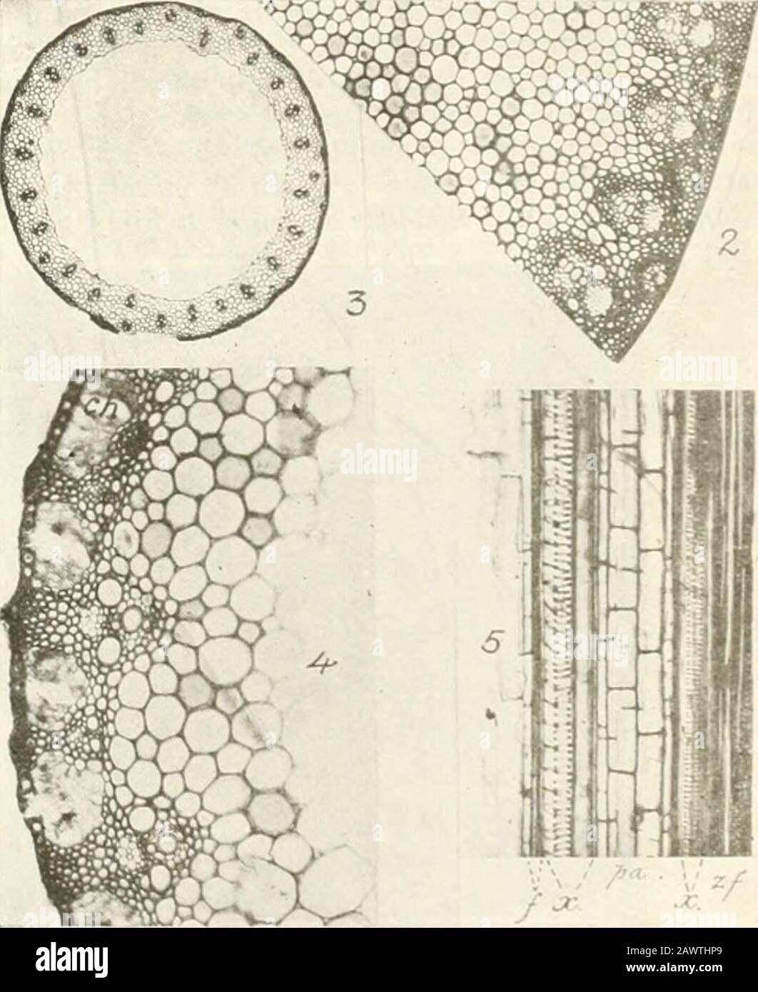 Wheat node hi-res stock photography and images - Alamy