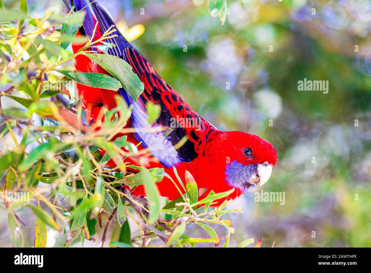 Crimson Rosella in a tree at Kennett Park in Victoria, Australia ...