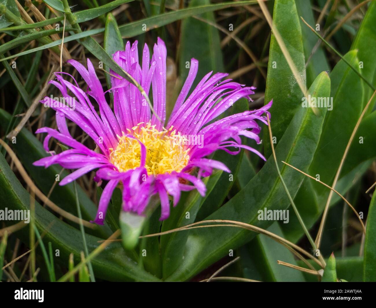 Native australian succulents hi-res stock photography and images - Alamy