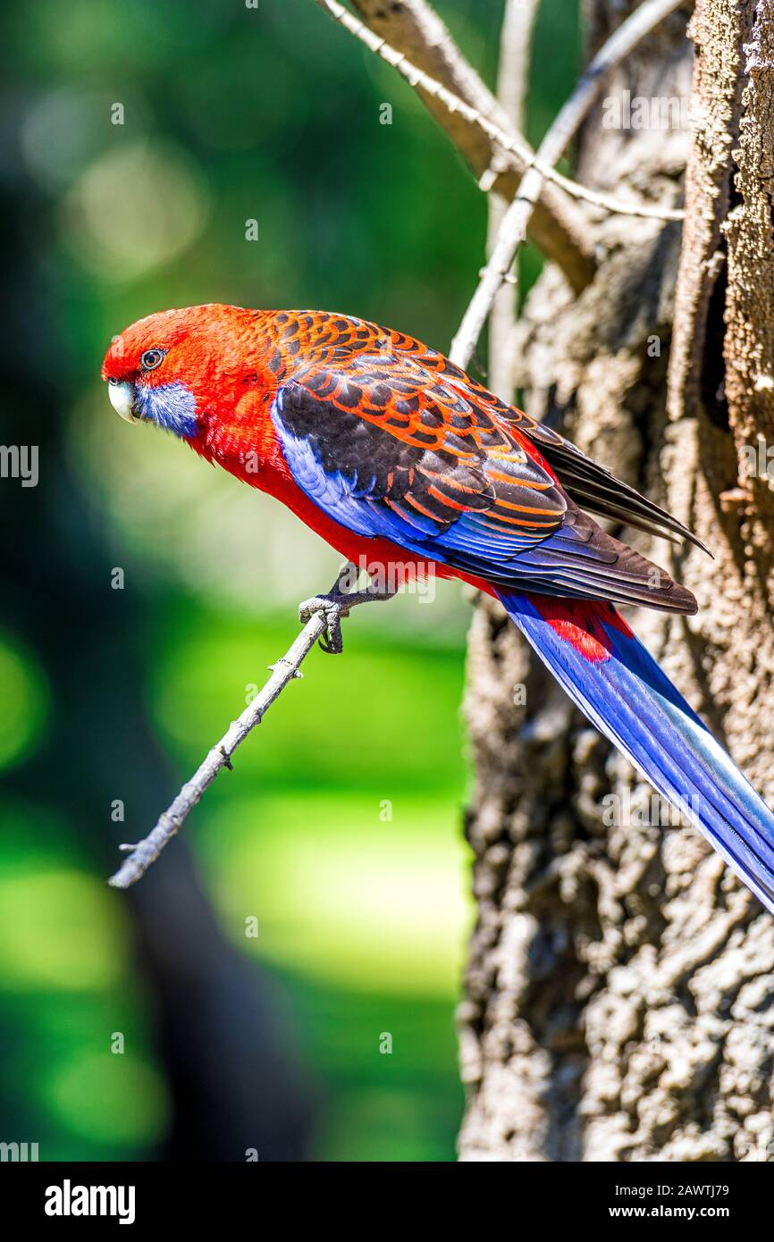 Crimson Rosella in a tree at Kennett Park in Victoria, Australia ...