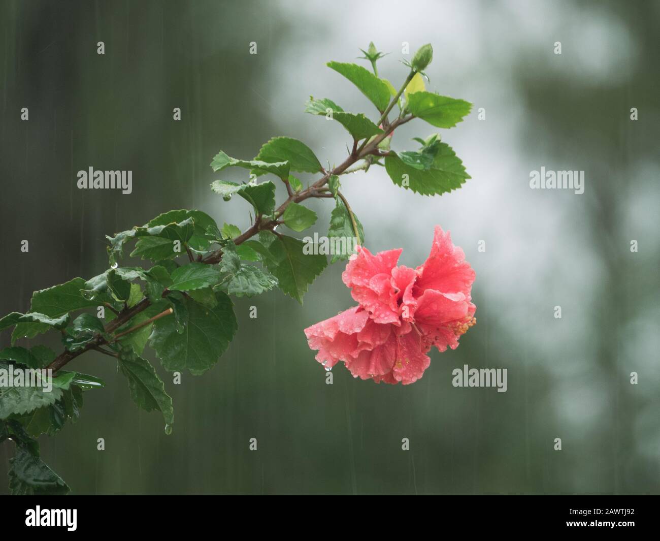 Rain falling on flowers, Double pink Hibiscus rosa sinensis flower ...