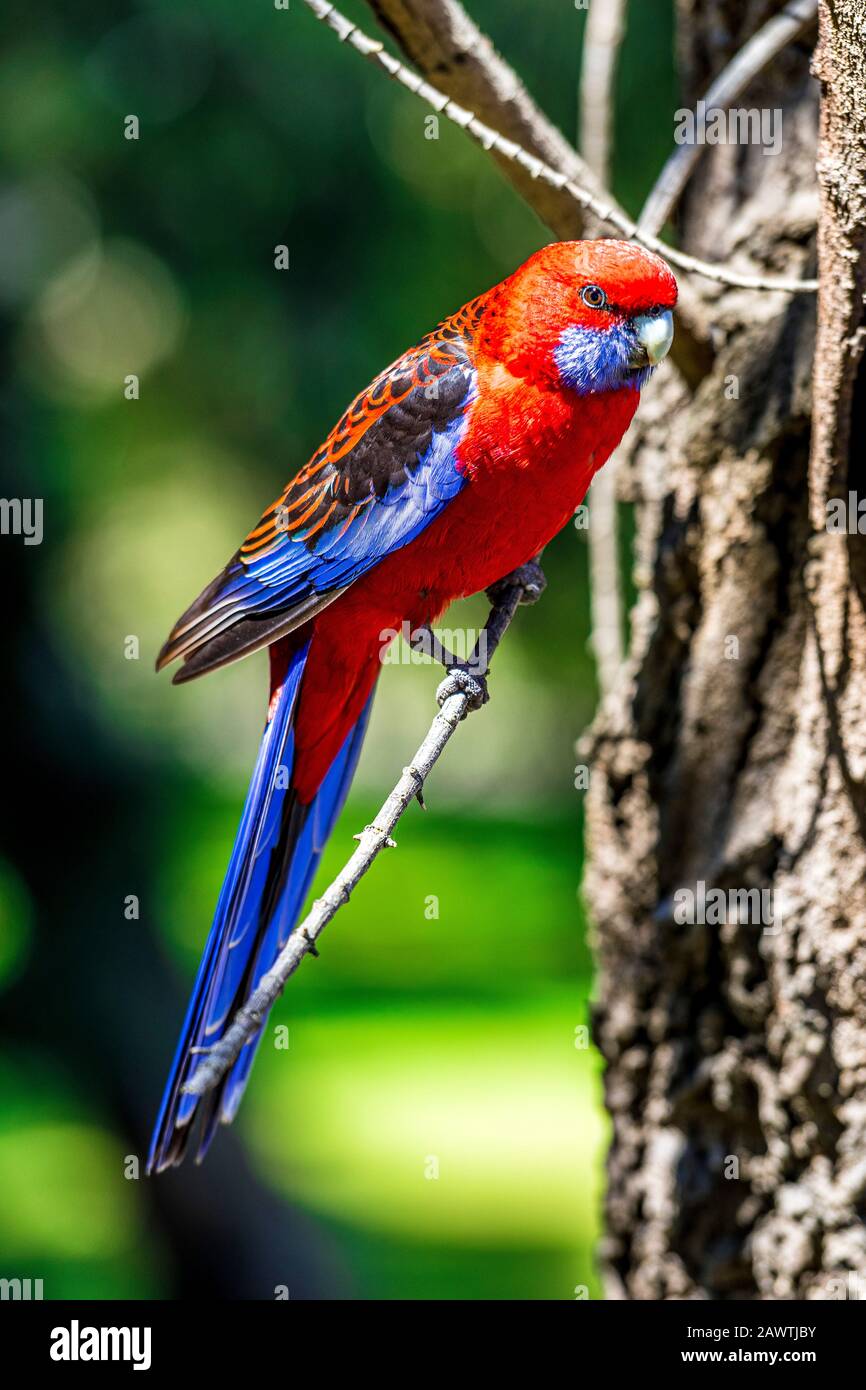 Australian rosella hi-res stock photography and images - Alamy