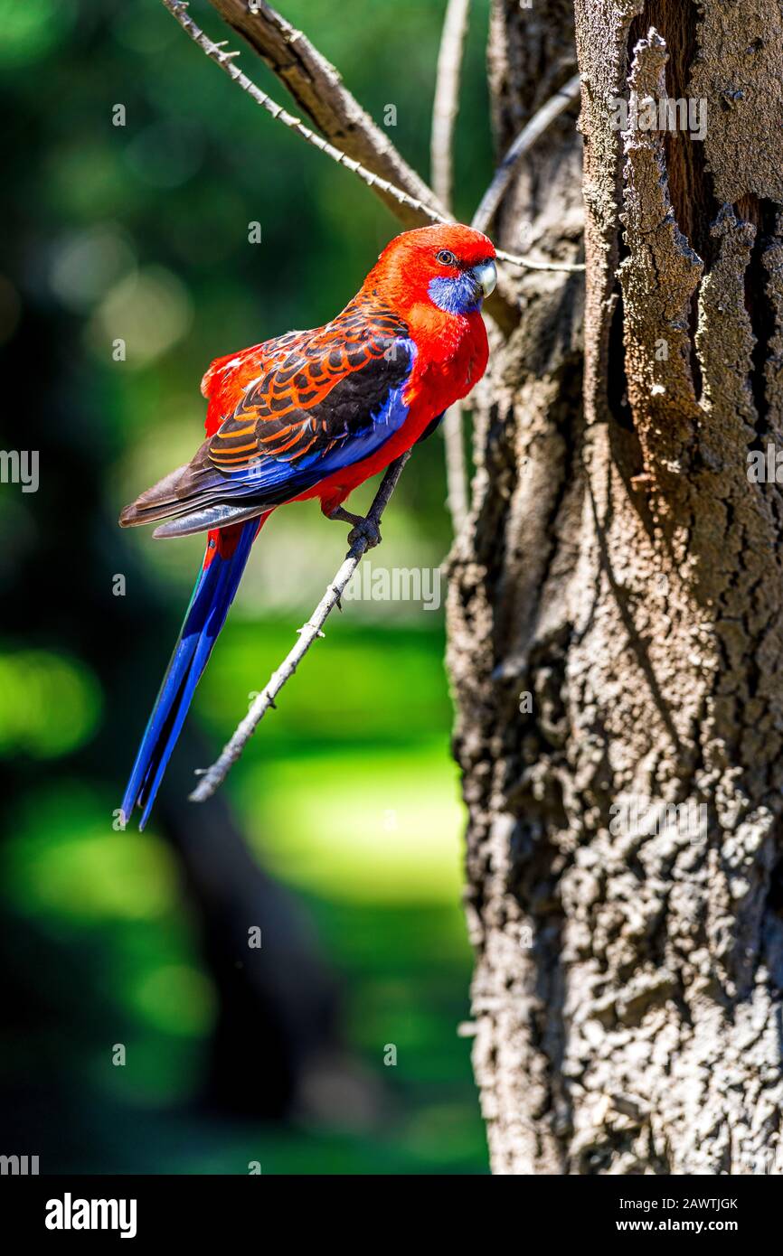 Crimson Rosella in a tree at Kennett Park in Victoria, Australia ...
