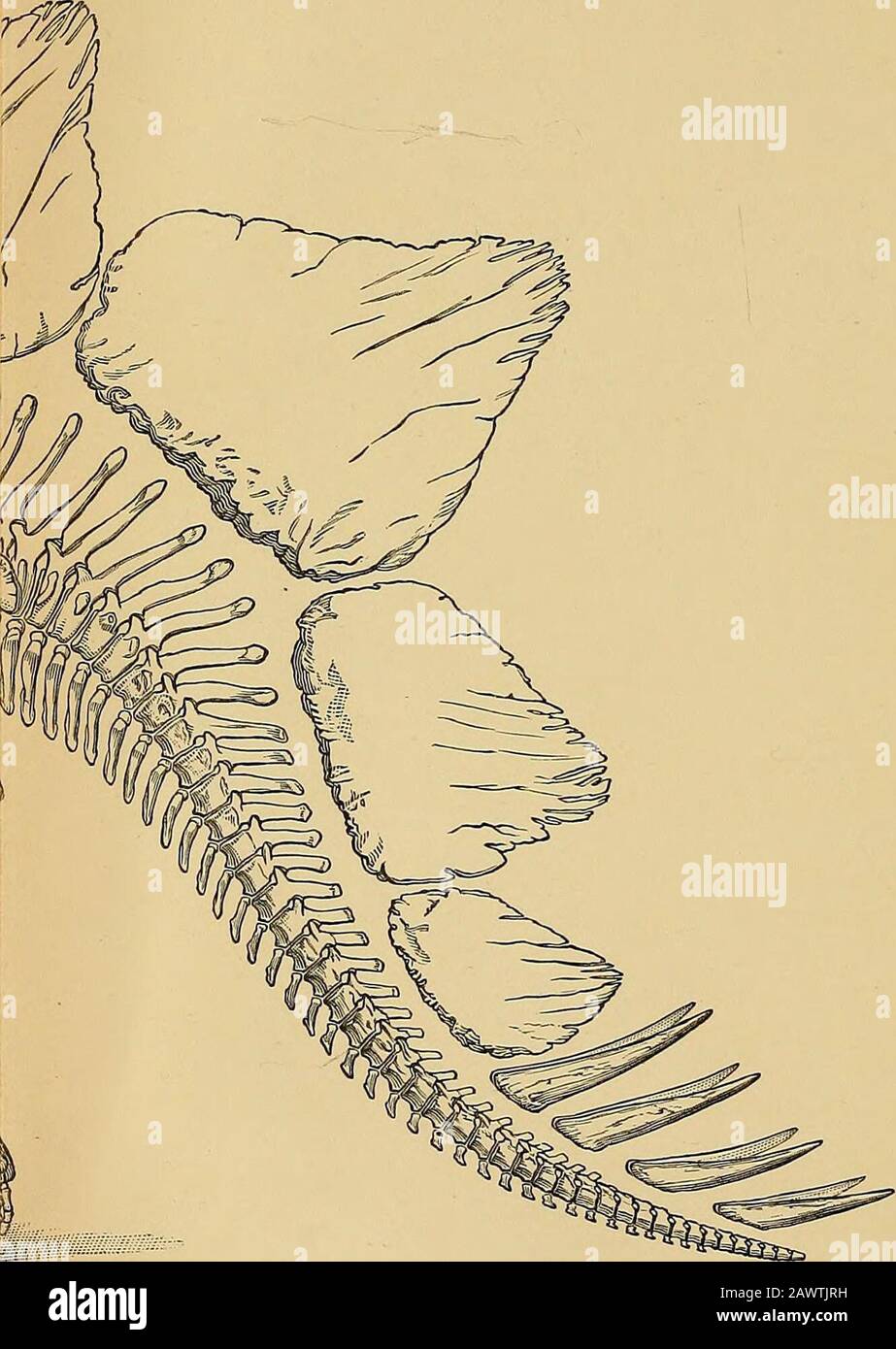 Geological magazine . StegGsaurus %ingukitus, Mfrom the Jurassic ...
