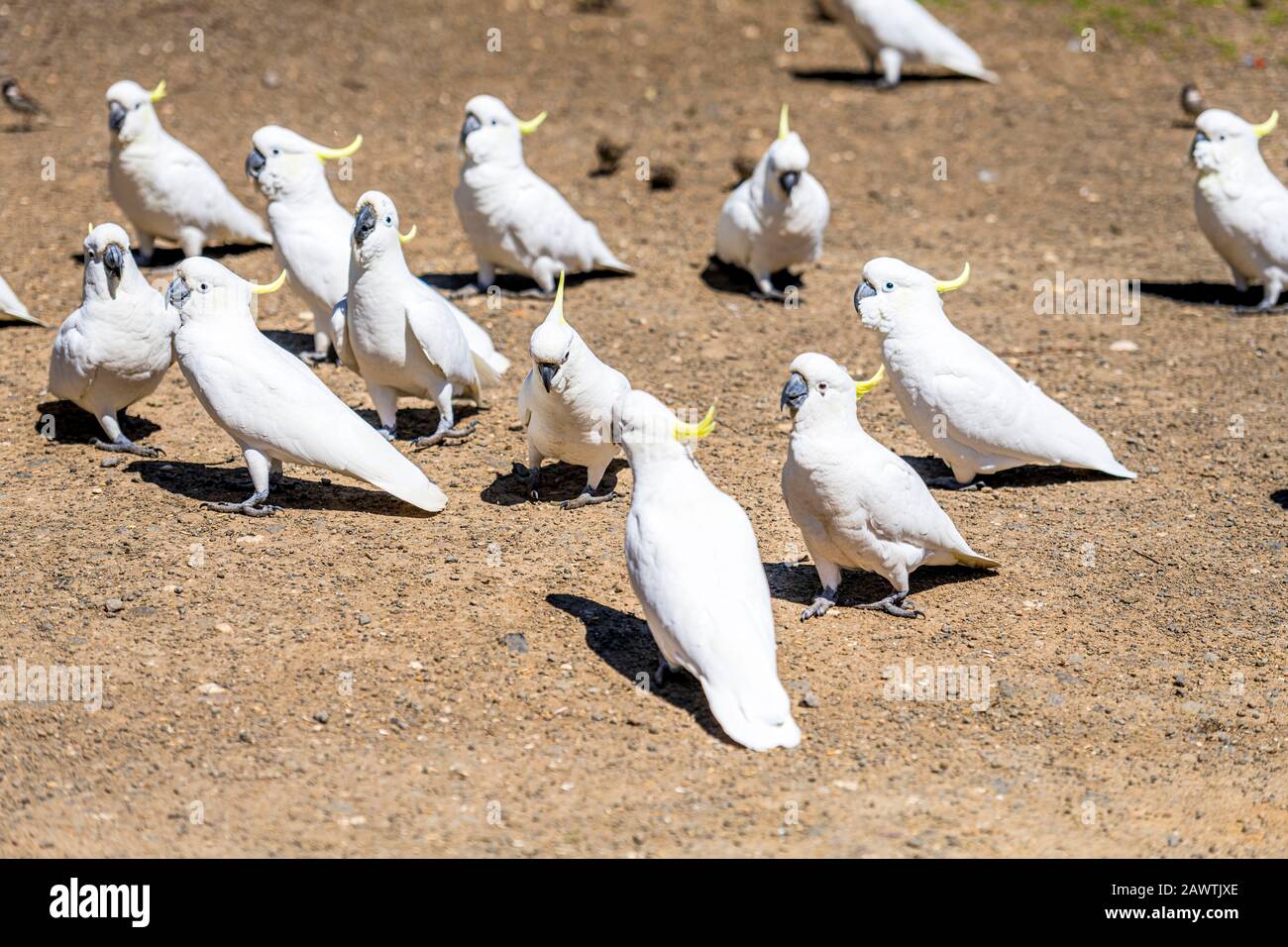 Australian native cockatoos hi-res stock photography and images - Alamy
