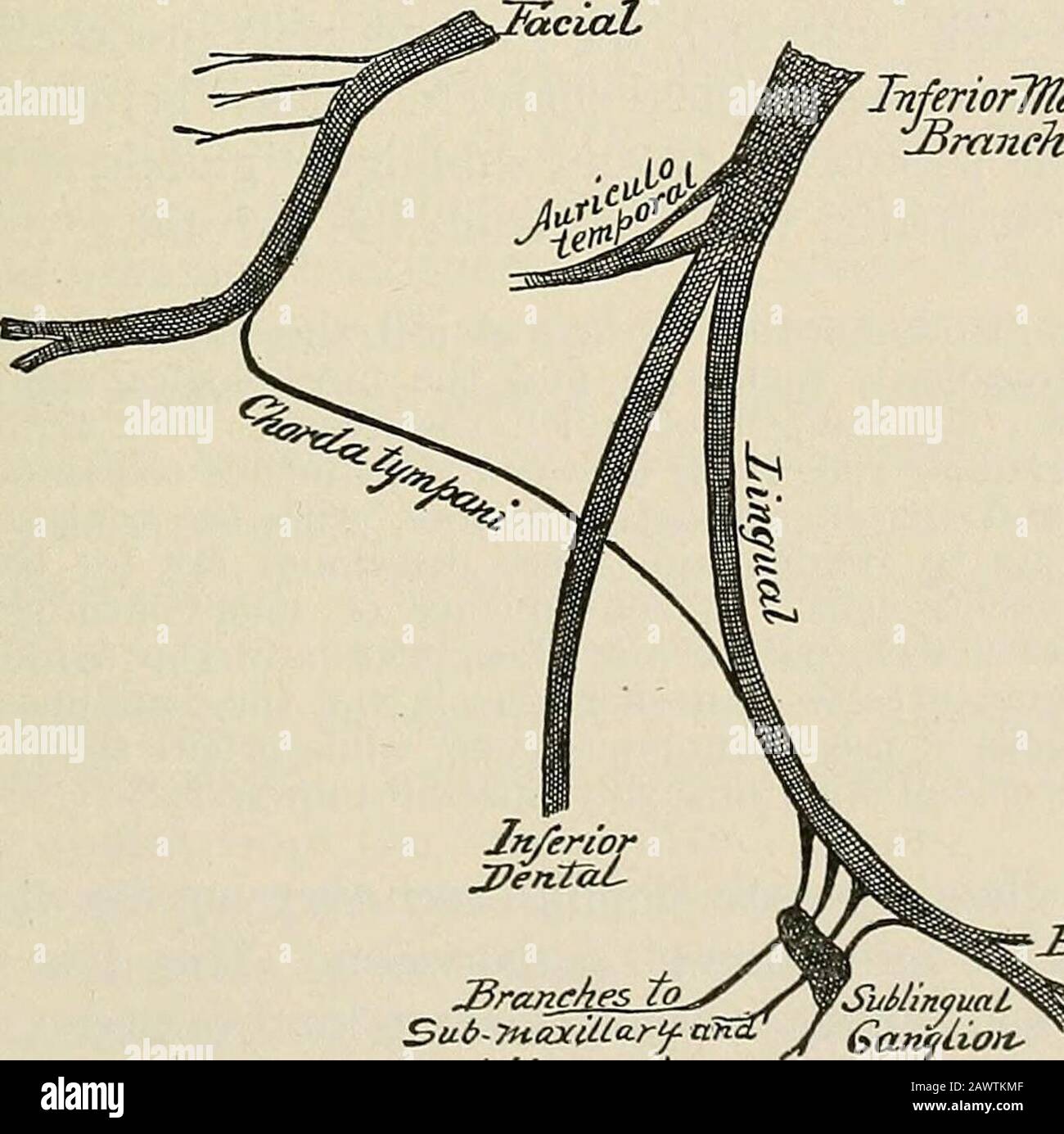 Lingual nerve hi-res stock photography and images - Alamy