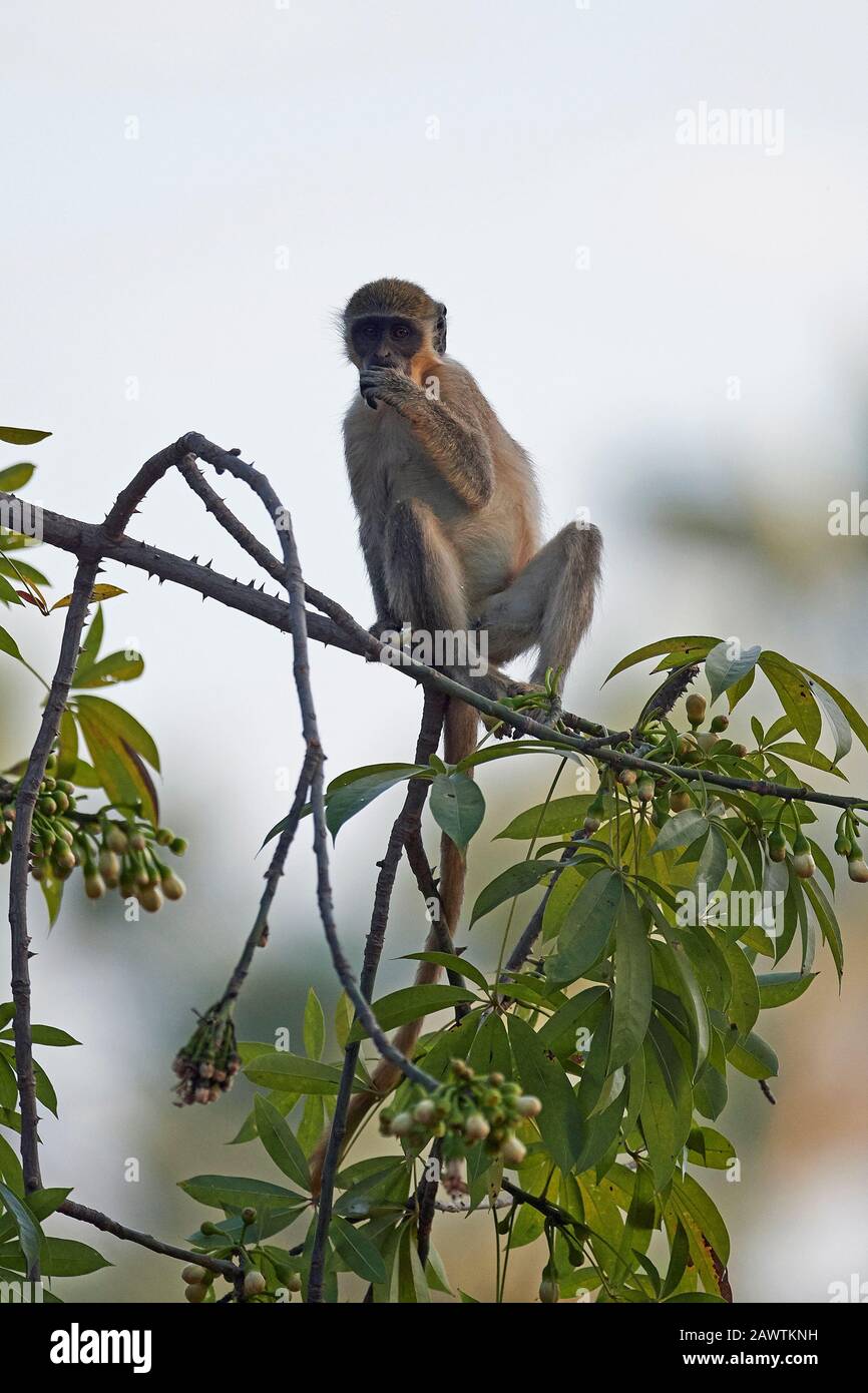 Vervet monkey in the natural habitat hi-res stock photography and ...