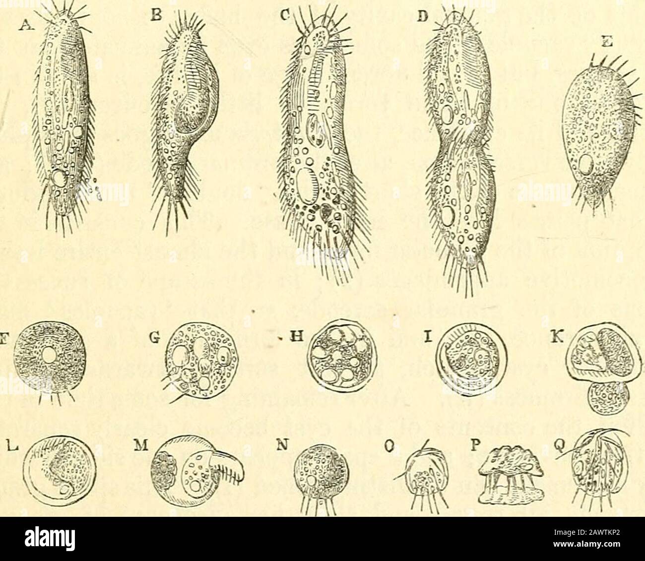 Sacculations hi-res stock photography and images - Alamy