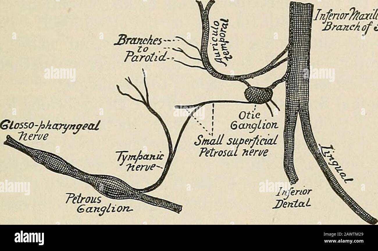 Lingual nerve hi-res stock photography and images - Alamy