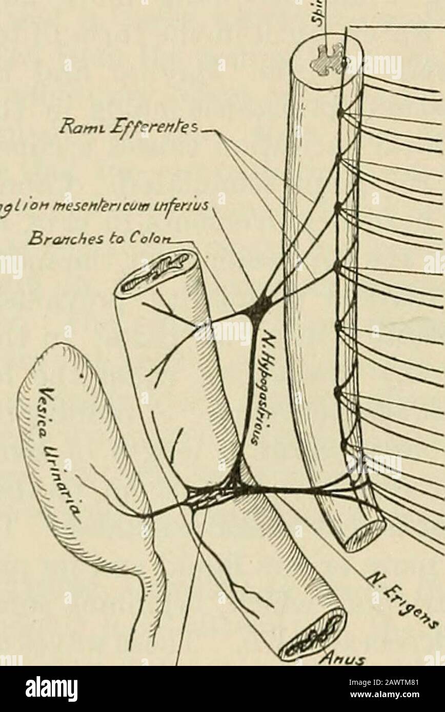 Splenic flexure hi-res stock photography and images - Alamy