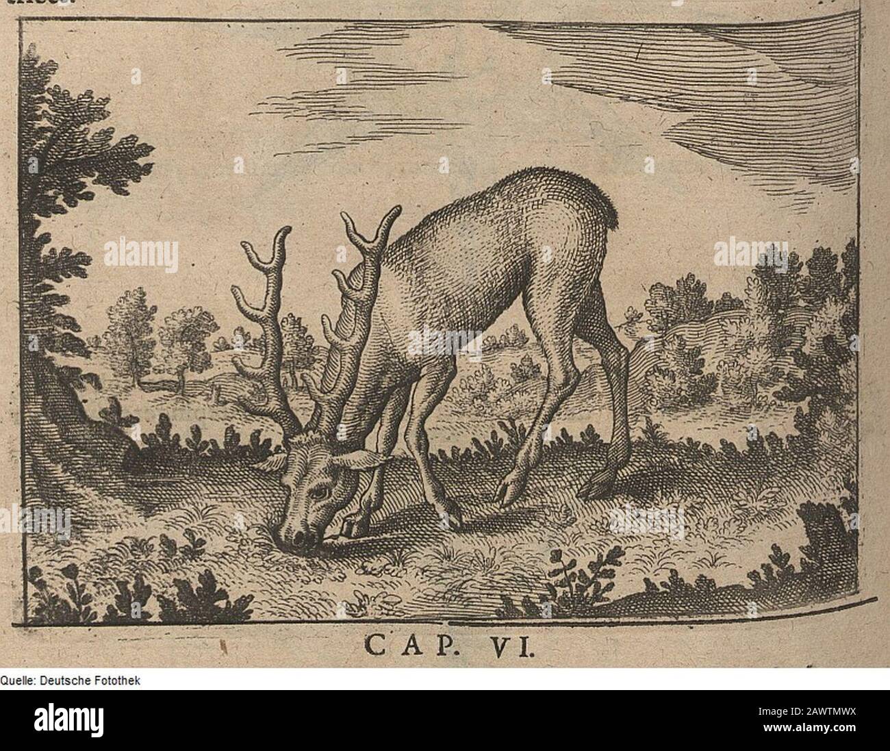 Hirsch malerei hi-res stock photography and images - Alamy