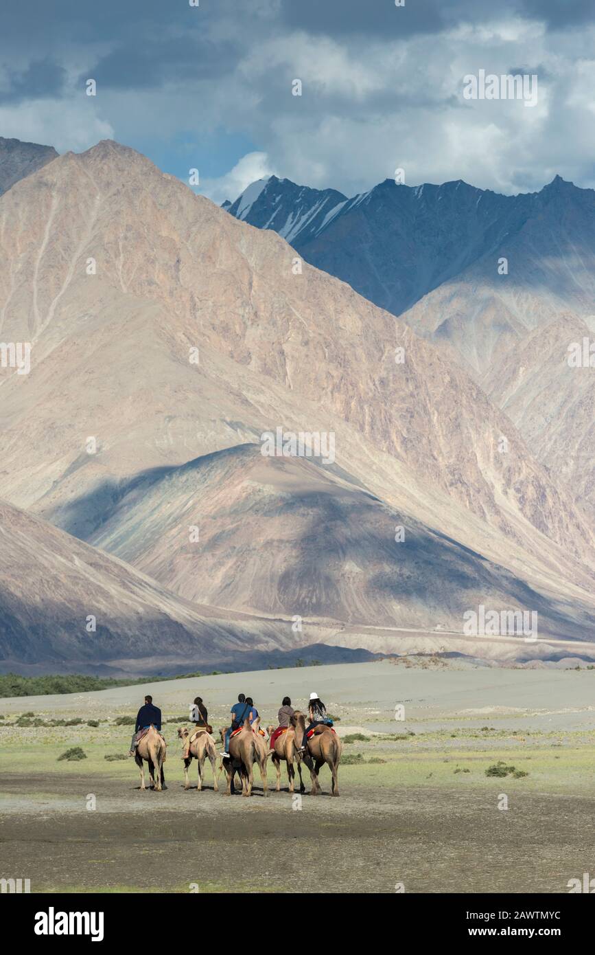 Camel Ride, Nubra a tri-armed valley, Ladakh, India Stock Photo - Alamy