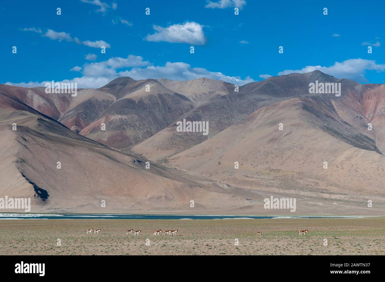 Kiangs, Equus kiang the largest of the wild asses herd near Tsokar lake ...