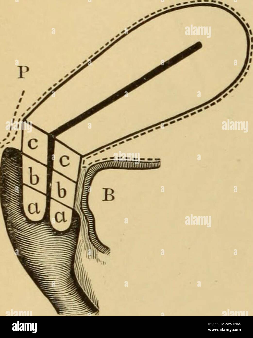 Posterior Fornix