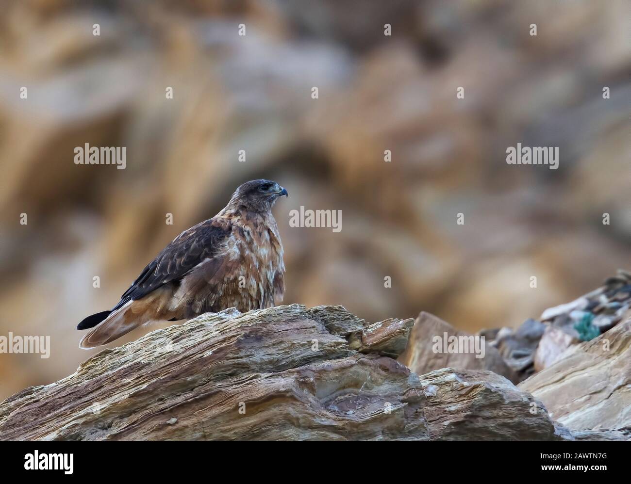 Upland Buzzard, Buteo hemilasius, Tsokar Lake, Ladakh, India Stock ...