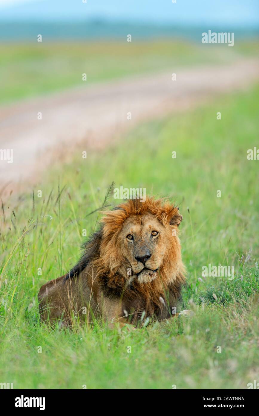 Male lion sitting next to safari track at Masaimara, Kenya, Africa ...