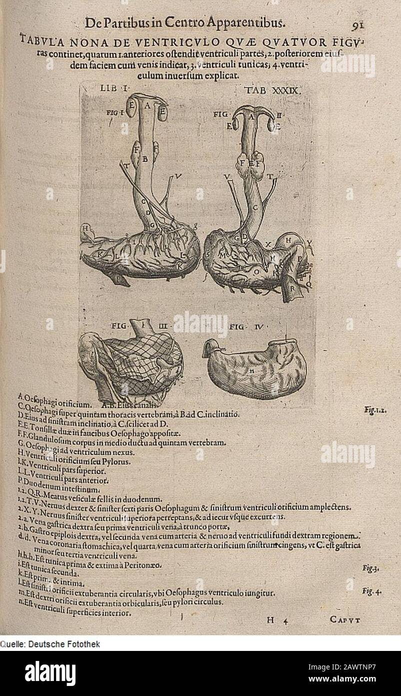 Mensch anatomie hi-res stock photography and images - Alamy