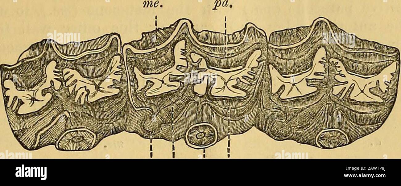 Posterior Teeth Letters