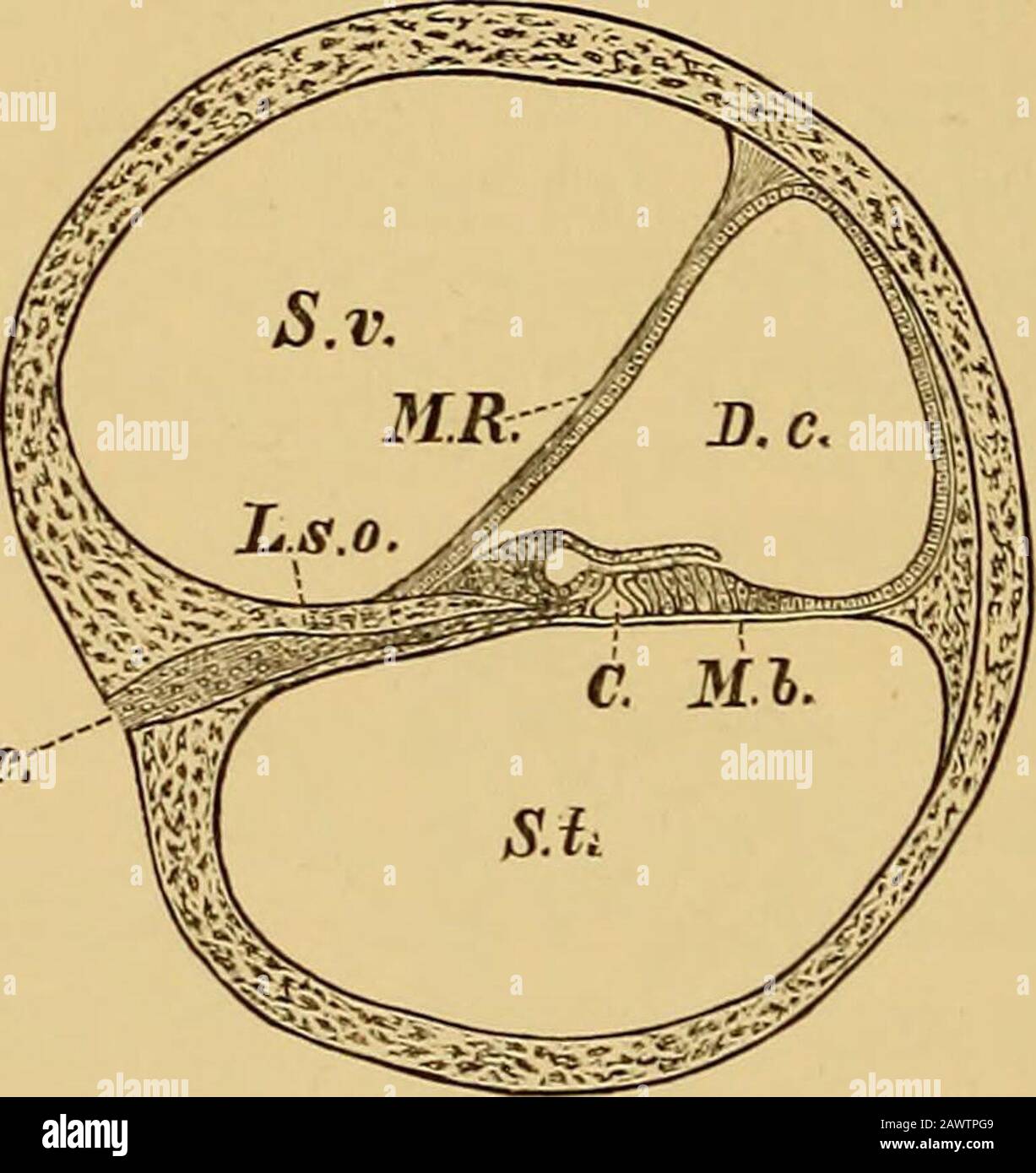 Annular ear hi-res stock photography and images - Alamy