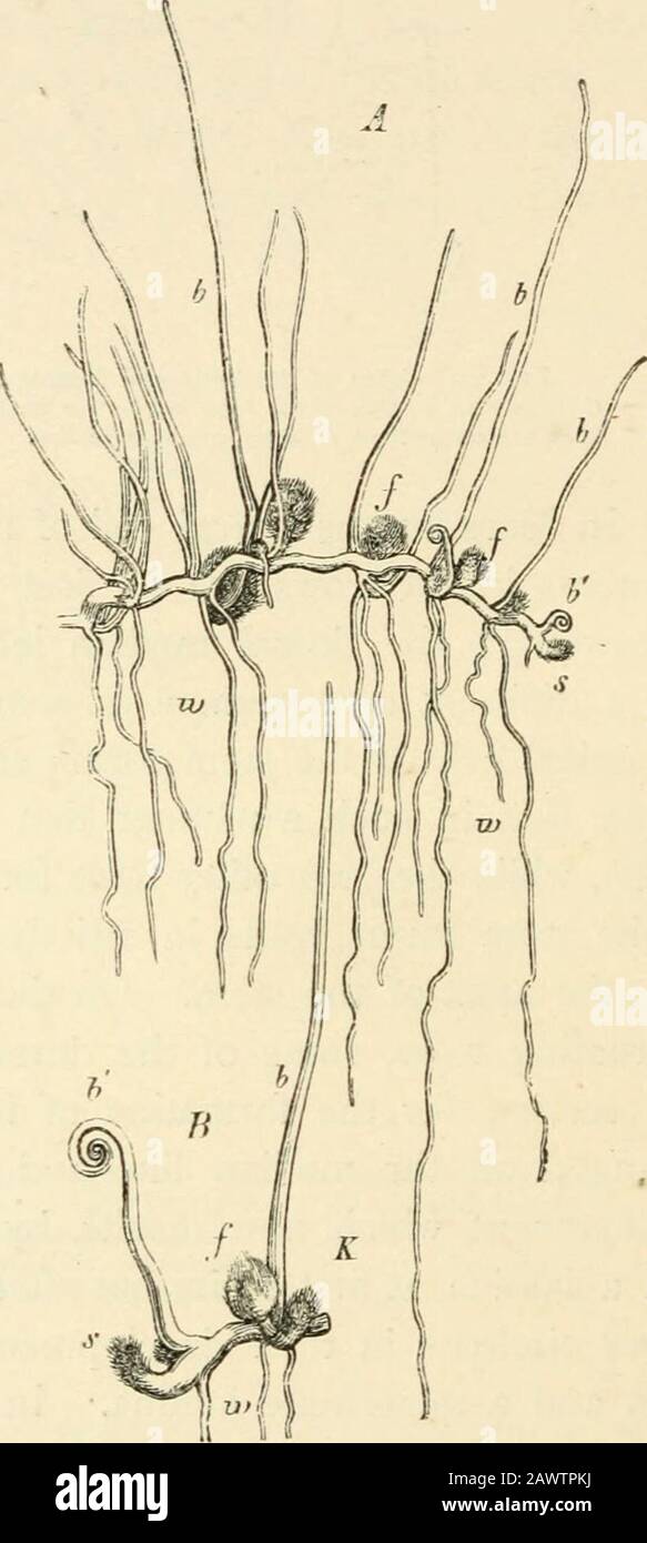 Monopodial growth hi-res stock photography and images - Alamy