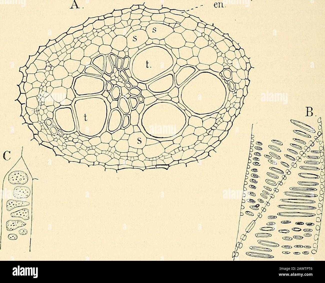 The structure & development of the mosses and ferns (Archegoniatae ...