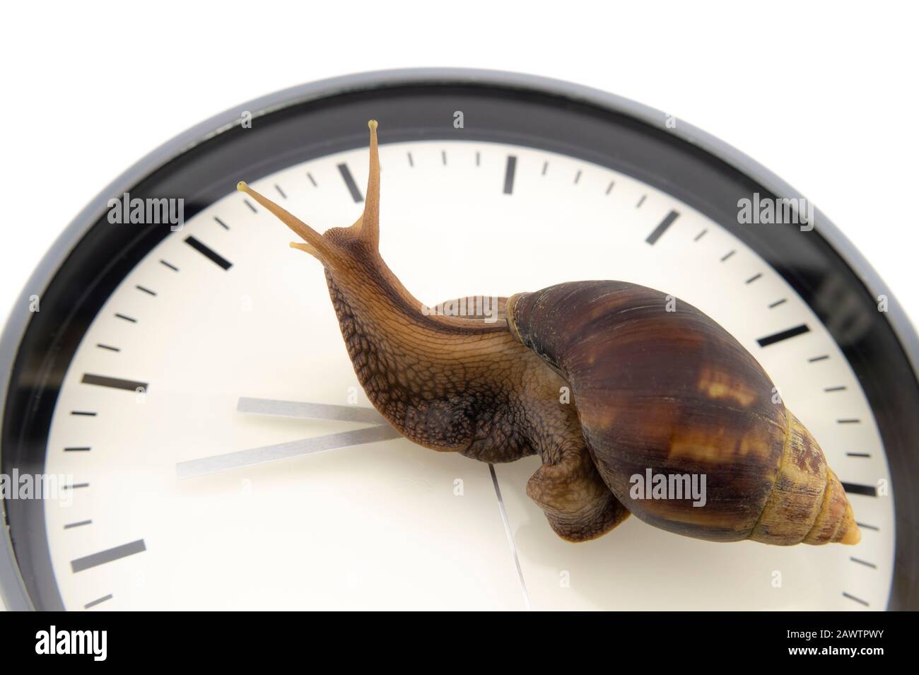 Terrestrial snail crossing a circular clock dial in close up isolated ...